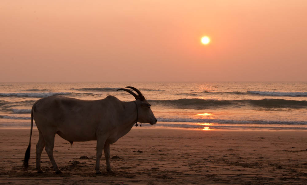 Sunset Cow | Backpack Me